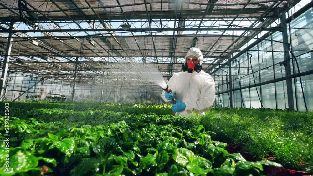 Biologist is washing greenhouse plants with chemicals Stock Video ...