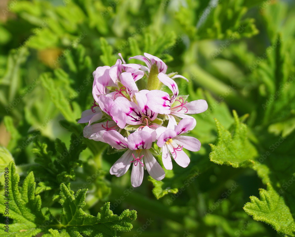 Pelargonium Attar of Roses Scented Geranium beautiful flowers and green ...