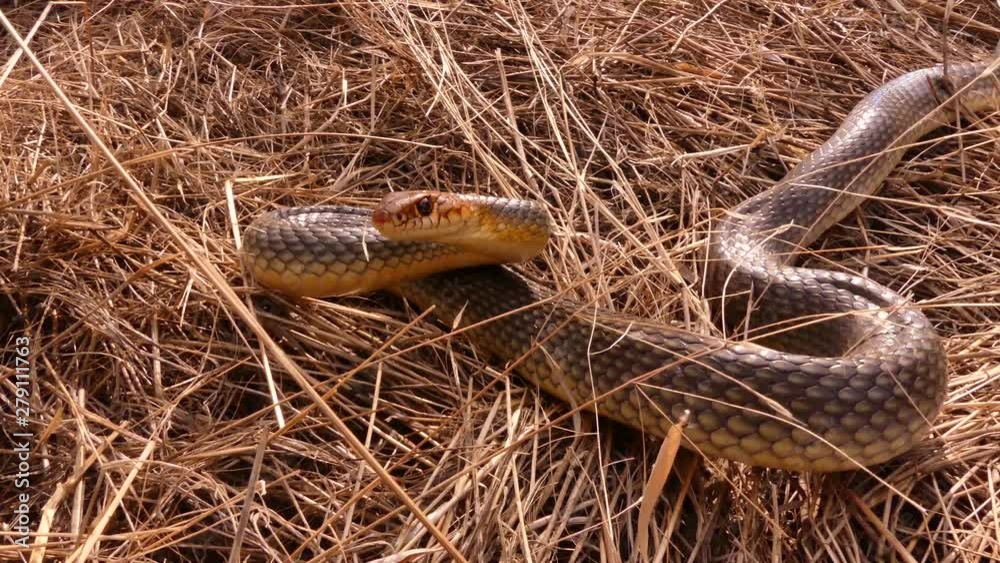 Caspian whipsnake (Coluber caspius or Dolichophis caspius) the largest ...