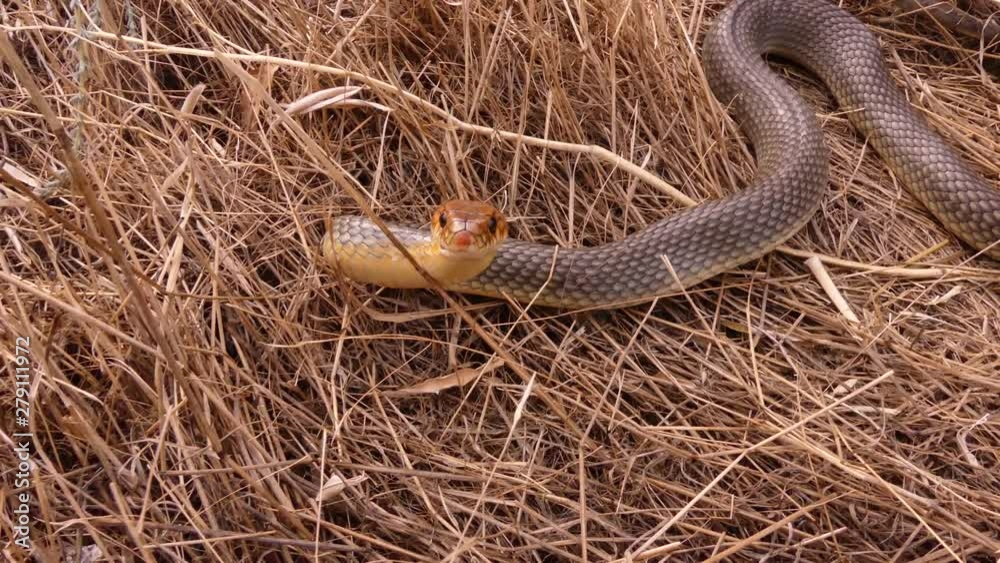 Caspian whipsnake (Coluber caspius or Dolichophis caspius) the largest ...