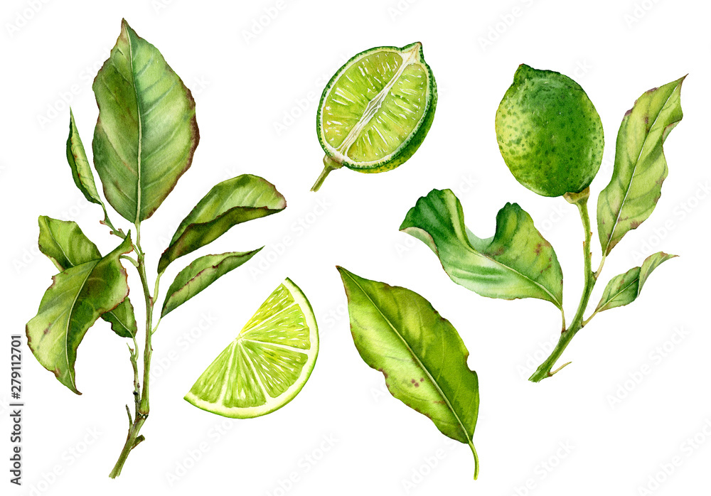 Realistic botanical watercolor illustration lime fruit tree branch ...