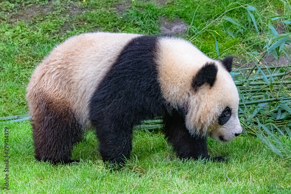 Panda Bear Animal