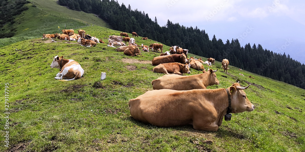 Vacas Stock Photo | Adobe Stock