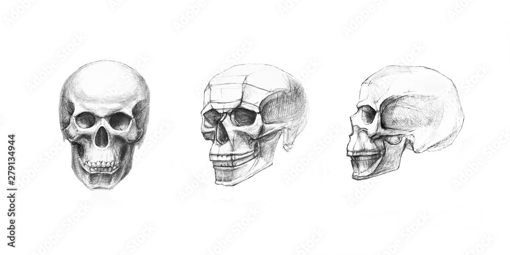 Skull in profile and side view. Pencil drawing isolated on white ...