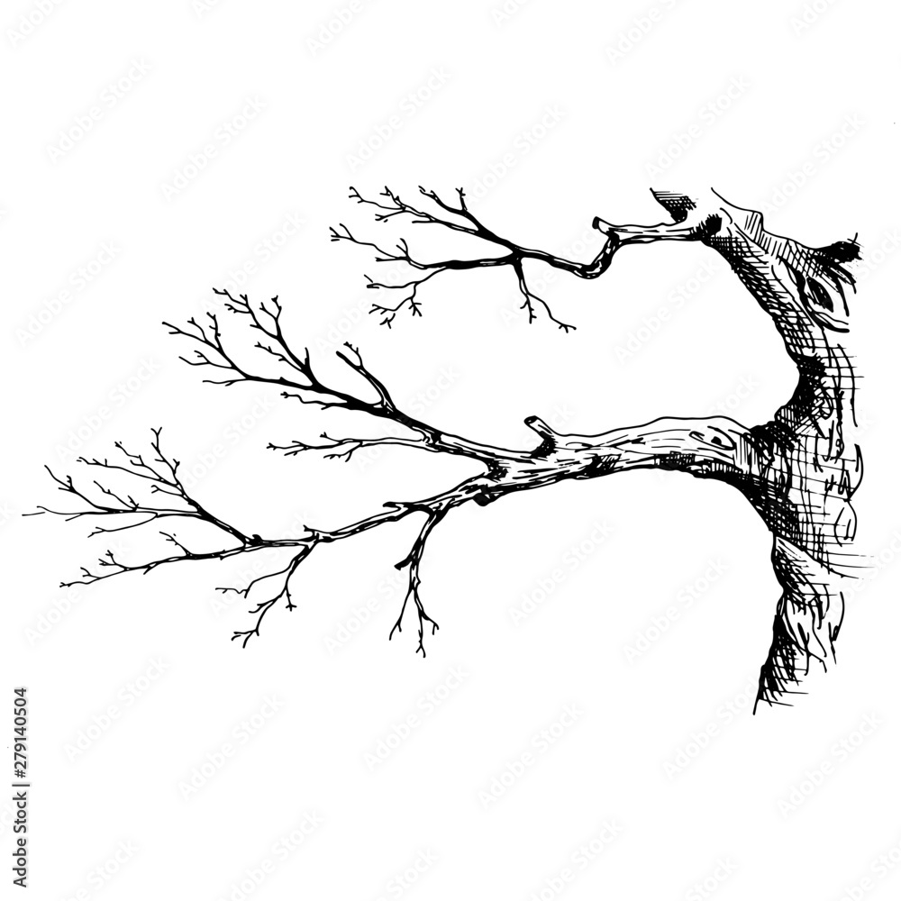 Tree branch. Hand drawn sketch style vector illustration of tree branch ...