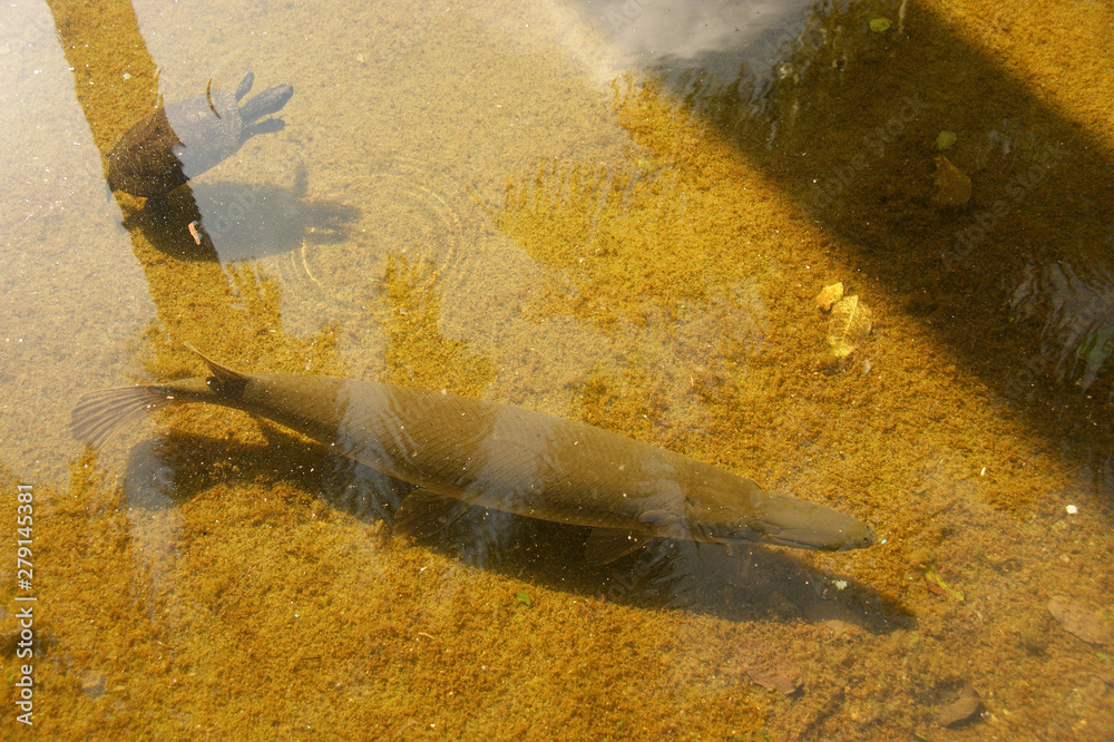 Manjuari - half reptile, half fish. The Cuban gar (Atractosteus ...