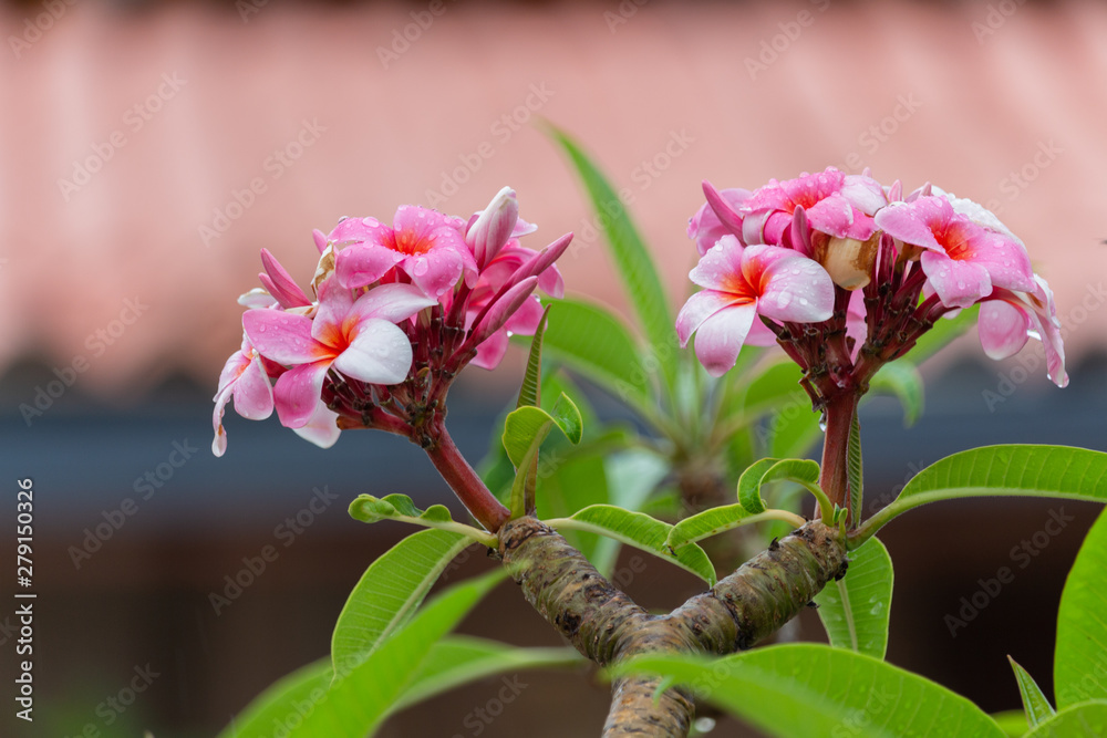 la pomelia o plumeria à una pianta originaria delle hawai importata nel ...