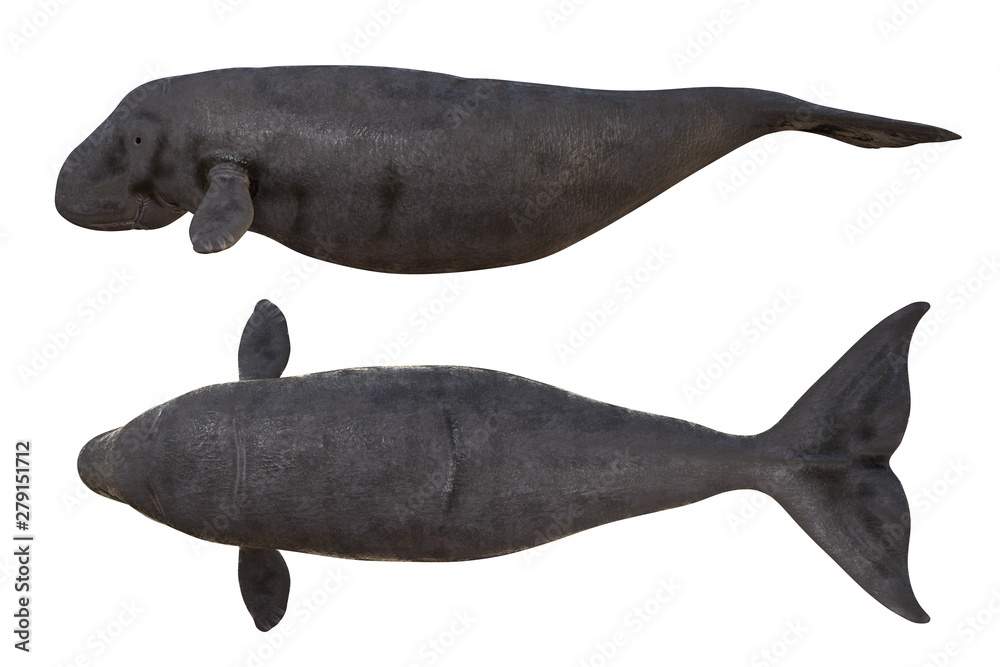 3d rendering of dugong profile side and top view, isolated on white ...