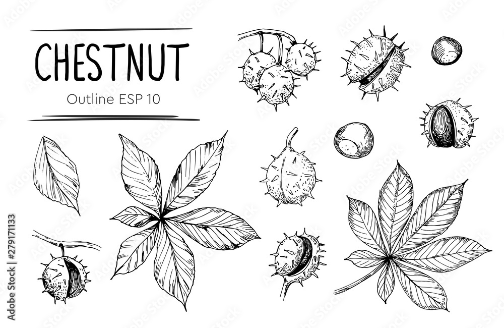 Chestnut sketch. Hand drawn illustrations converted to vector Stock ...