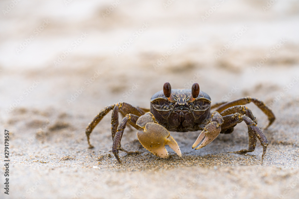 Ocean Crab