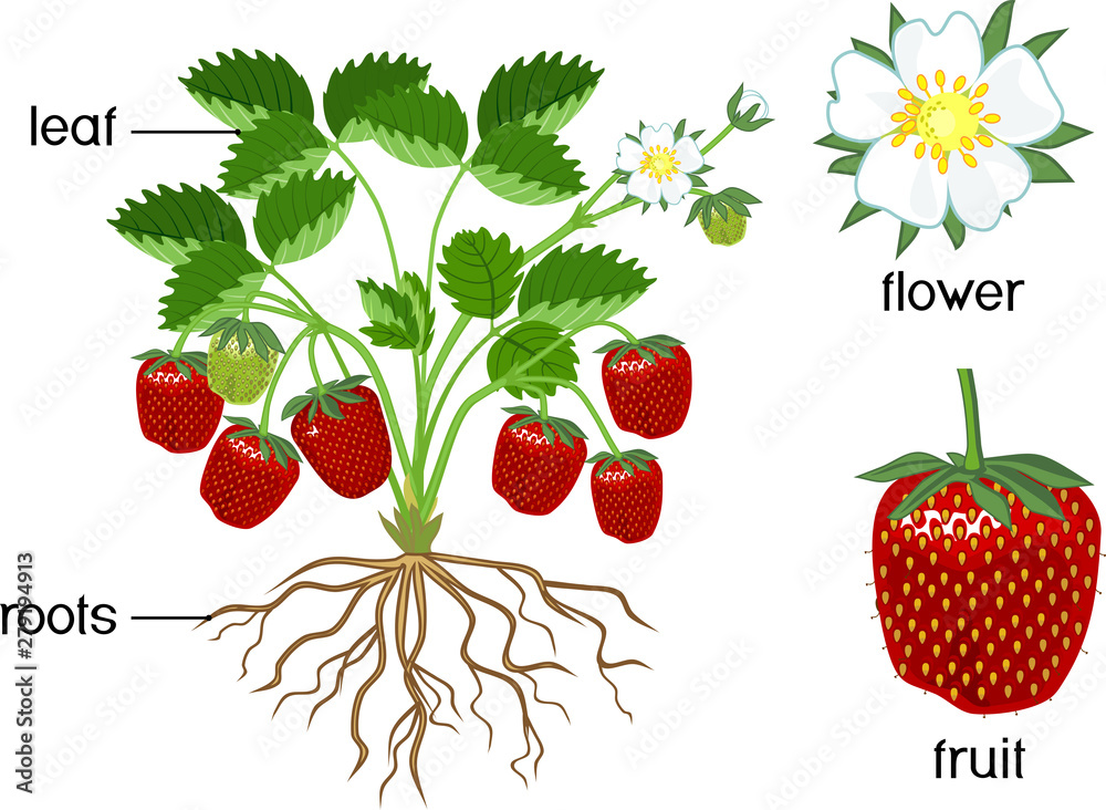 Parts of plant. Morphology of strawberry plant with green leaves, red ...