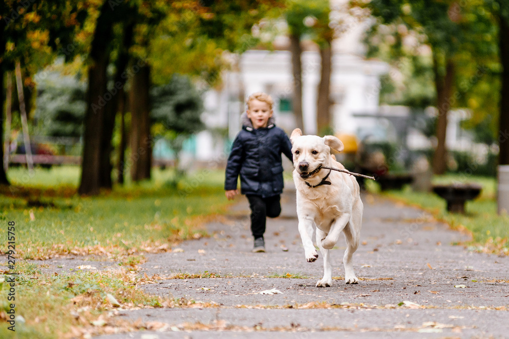 Little boy plays, runs with his dog Labrador in the park in autumn ...