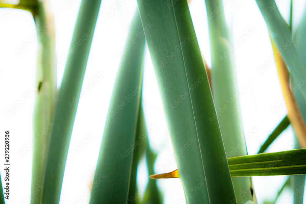 Background of stems of cattail on a background of blue sky. Summer ...