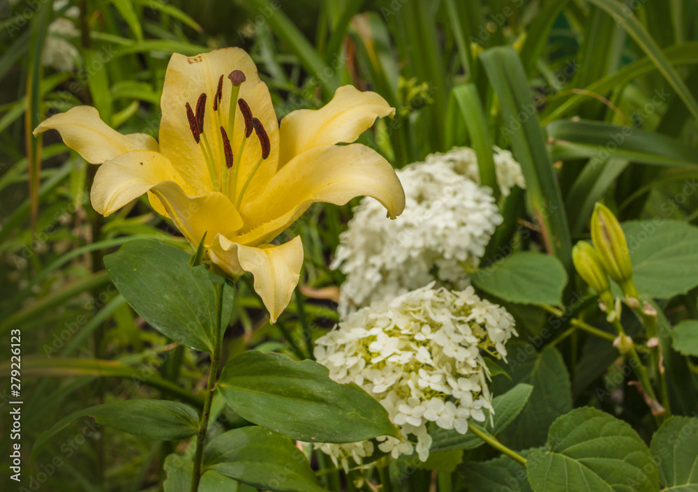 Lilium OT-hybrids "Telesto" and hydrangea Anabel in the garden Stock ...