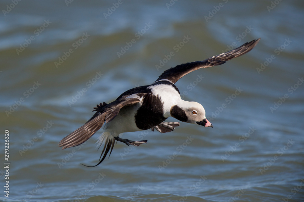 A Long-tailed Duck flares its feet and tail as it comes in to land in ...
