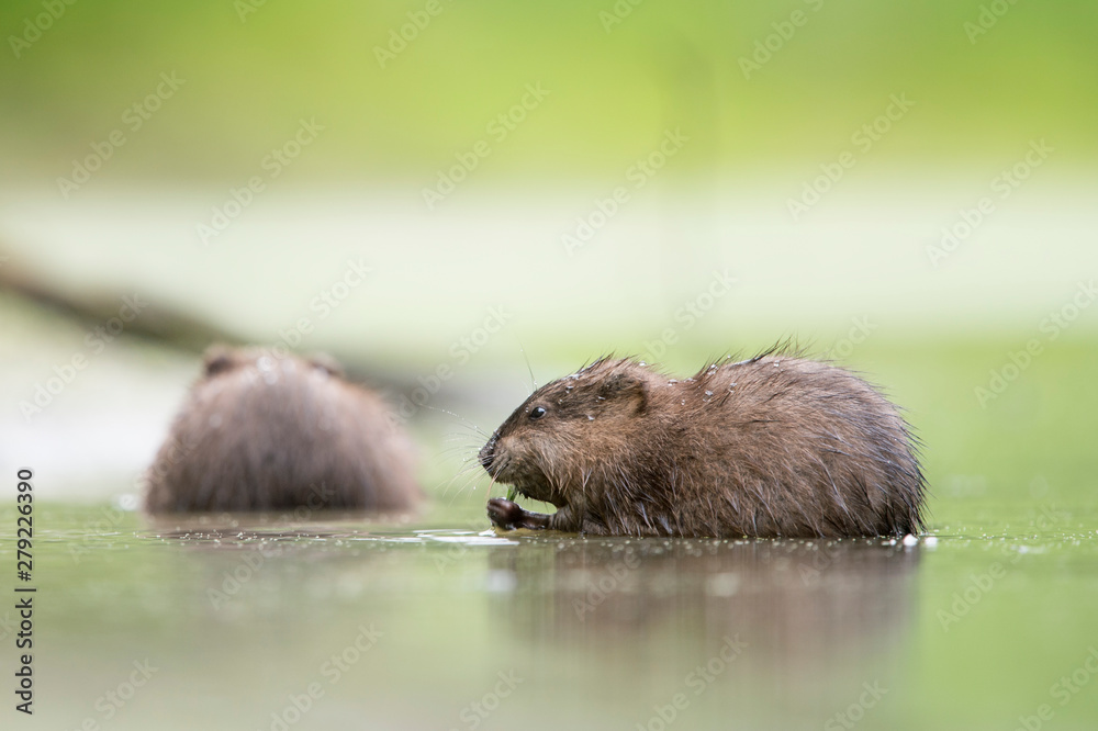 A furry Muskrat sits in shallow water holding a plant that it is eating ...
