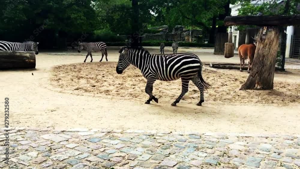 A zebra moving his lips as if talking to himself. a small group of ...