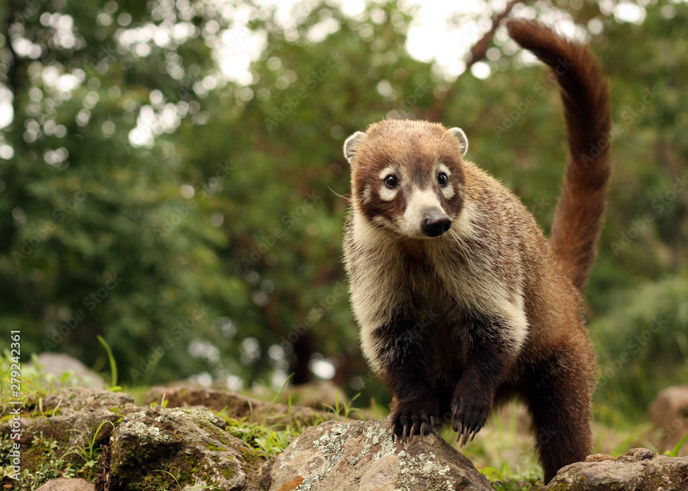 Fotografía Coati Tejón Cusumbo Cusumbosolo cuchucho, guache mípalo ...