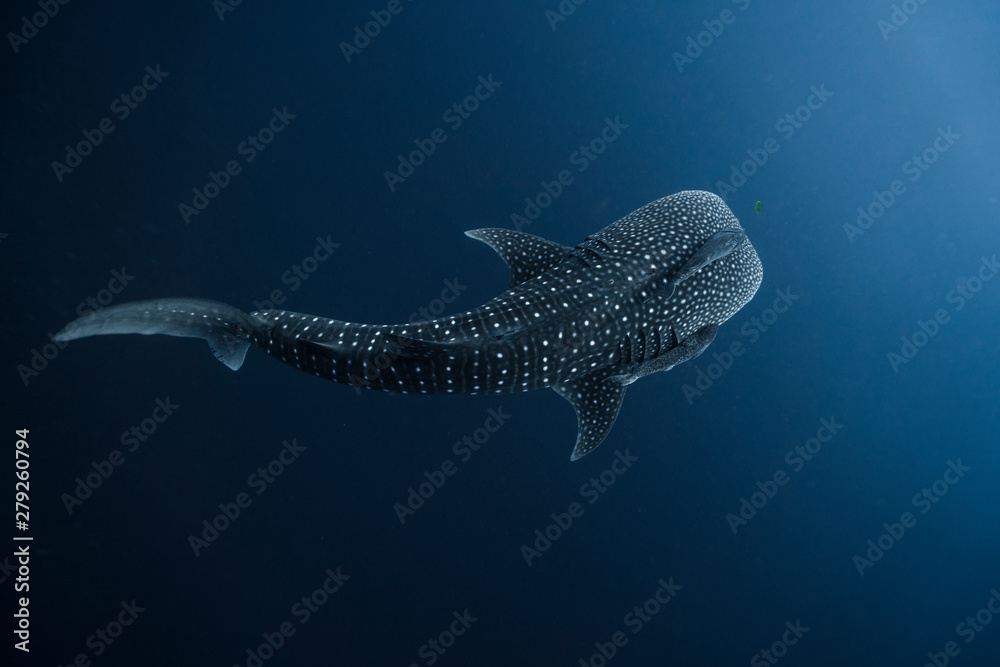 Juvenile Whale Shark from above Stock Photo | Adobe Stock