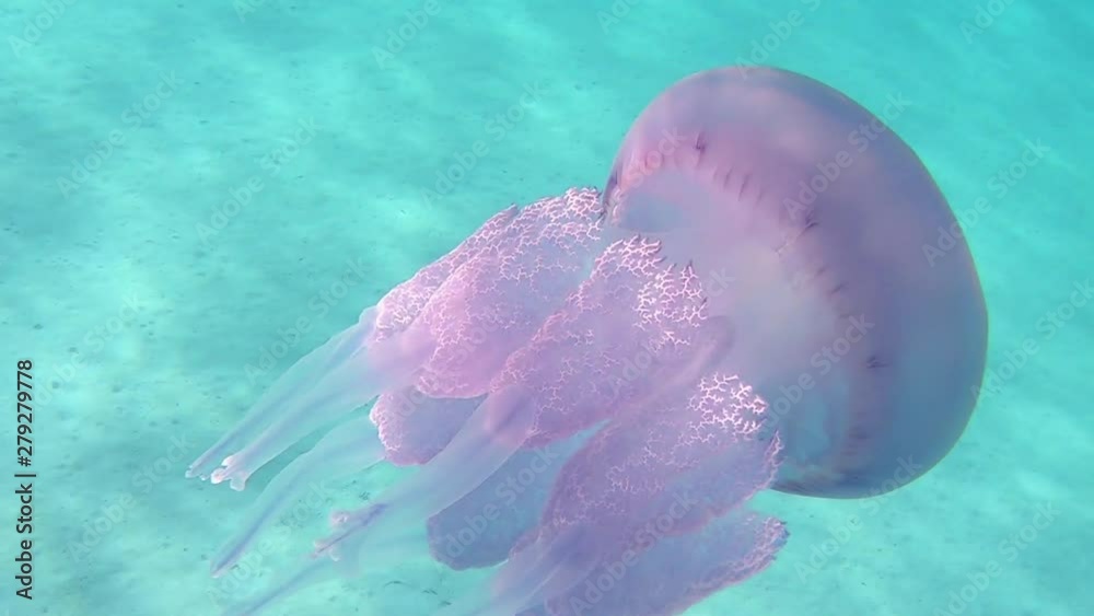 A Rhizostoma pulmo, commonly known as barrel jellyfish, dustbin-lid ...