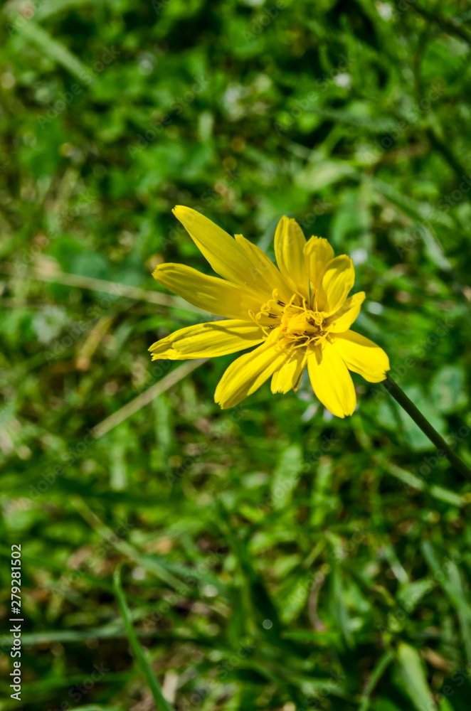 Yellow Chicory Plant