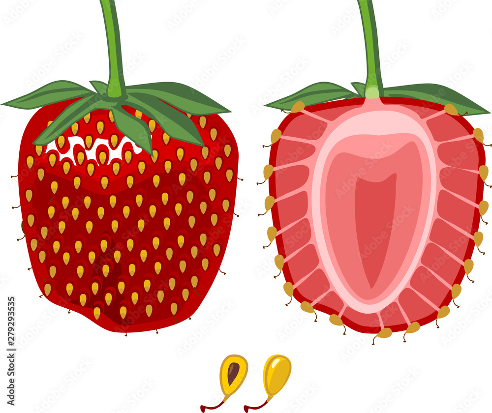 Internal and external structure of strawberry aggregate fruit isolated ...