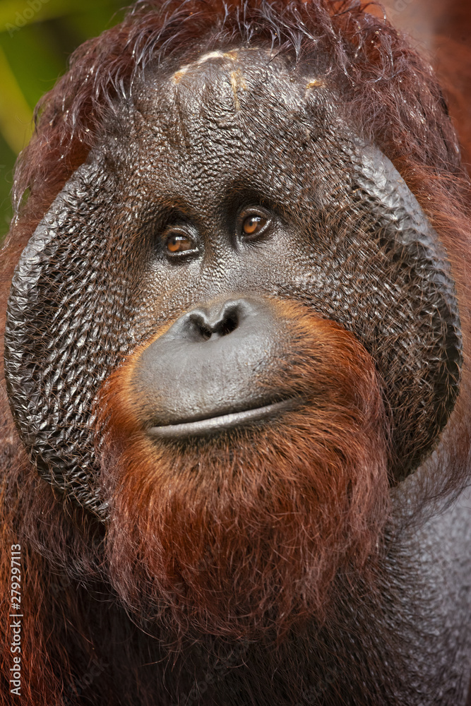 Bornean orangutan (Pongo pygmaeus) is a species of orangutan native to ...