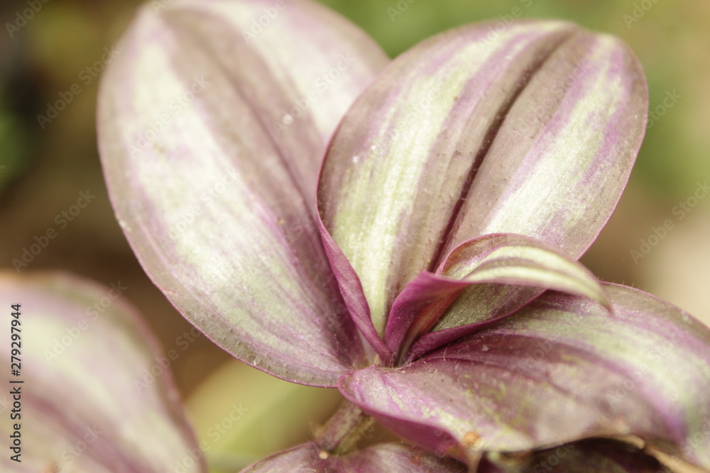 wandering jew plant Stock Photo | Adobe Stock