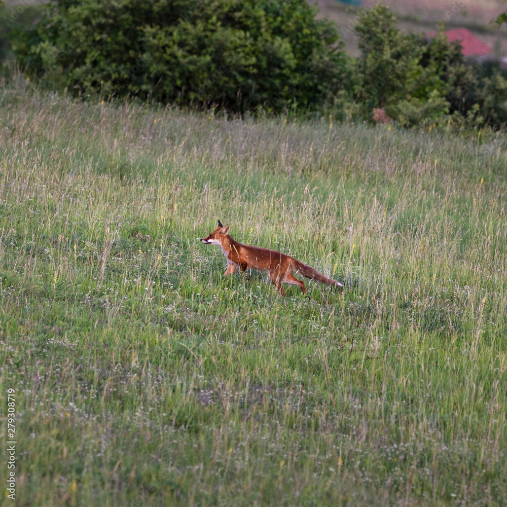 The red fox (Vulpes vulpes) is the largest of the true foxes and one of ...