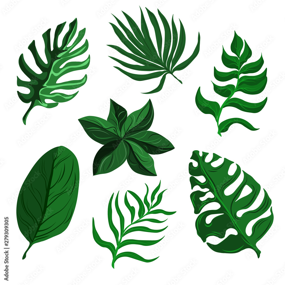 Various shapes of green leaves of trees and plants. Elements for eco ...