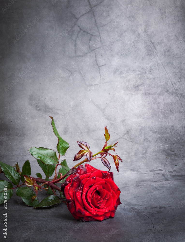 Red Rose Gray Background