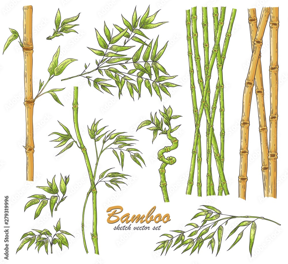 Bamboo sticks and leaves vector illustration set in sketch style. Stock ...