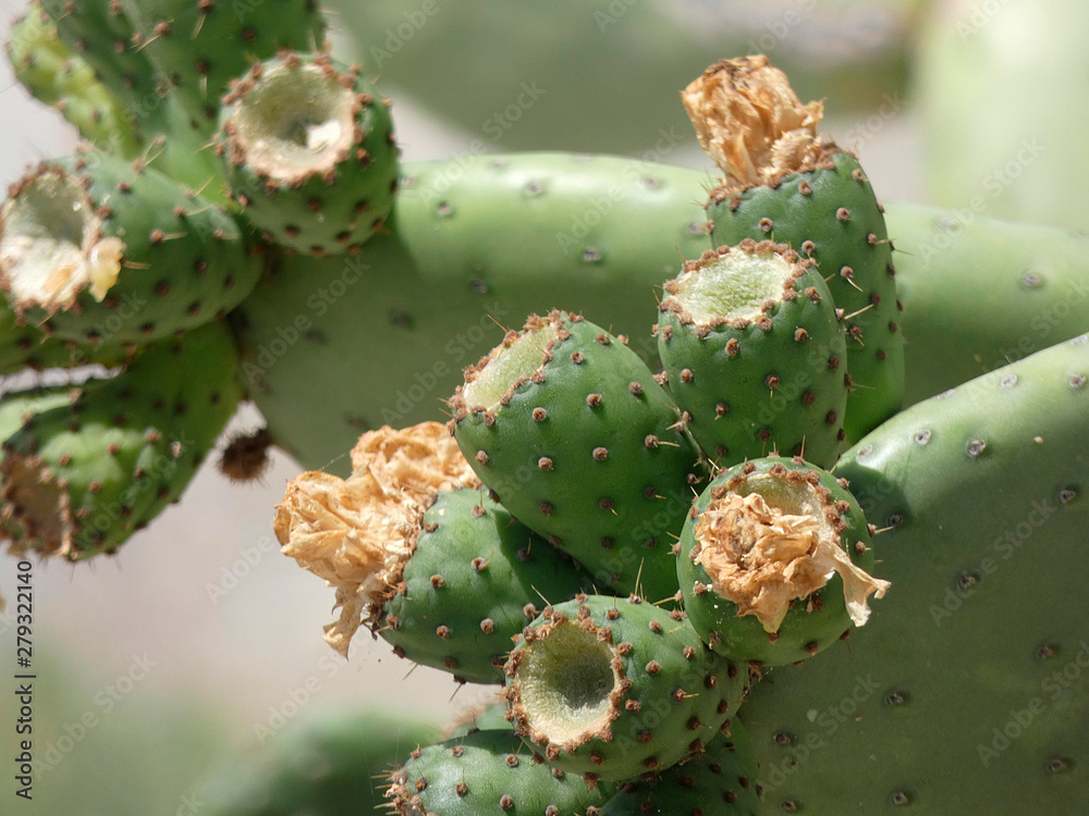 Chumbera con sus hijos chumbos y sus flores en las palas de la chumbera ...