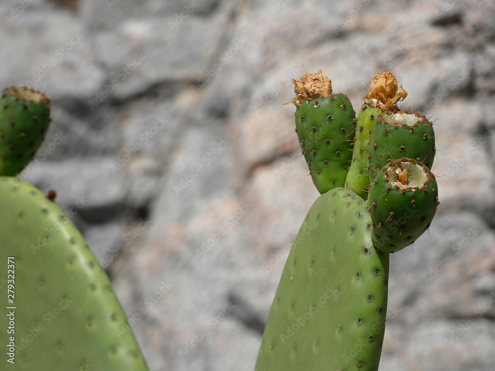 Chumbera con sus flores e higos chumbos verdes todavía. Las palas de la ...