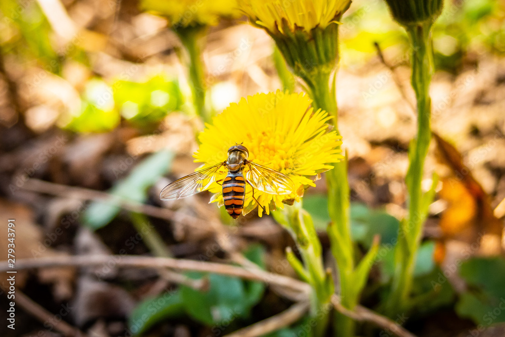 kwiaty owady wiosna Stock Photo | Adobe Stock