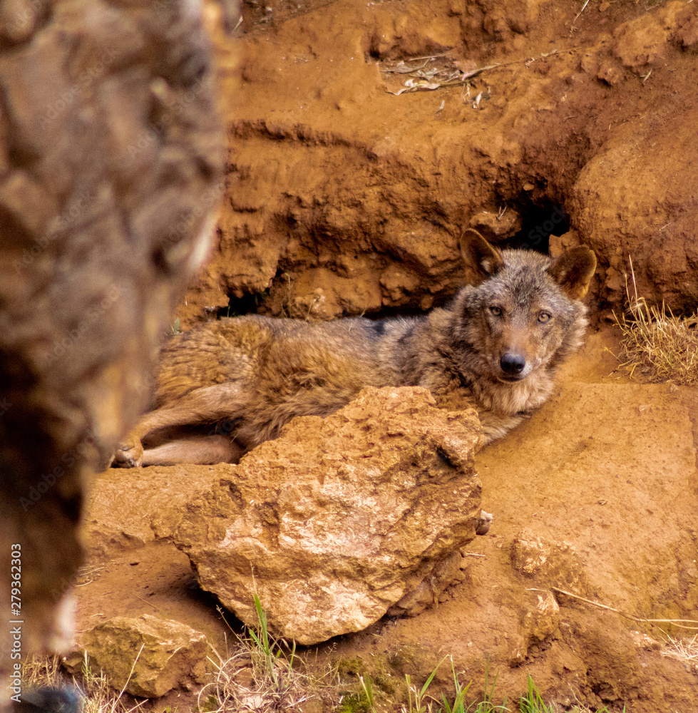 un lobo ibérico paseando y descansando por su recinto de hierba Stock ...