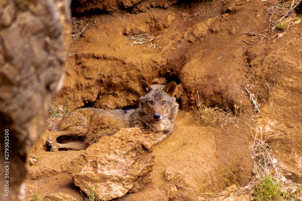 un lobo ibérico paseando y descansando por su recinto de hierba Stock ...