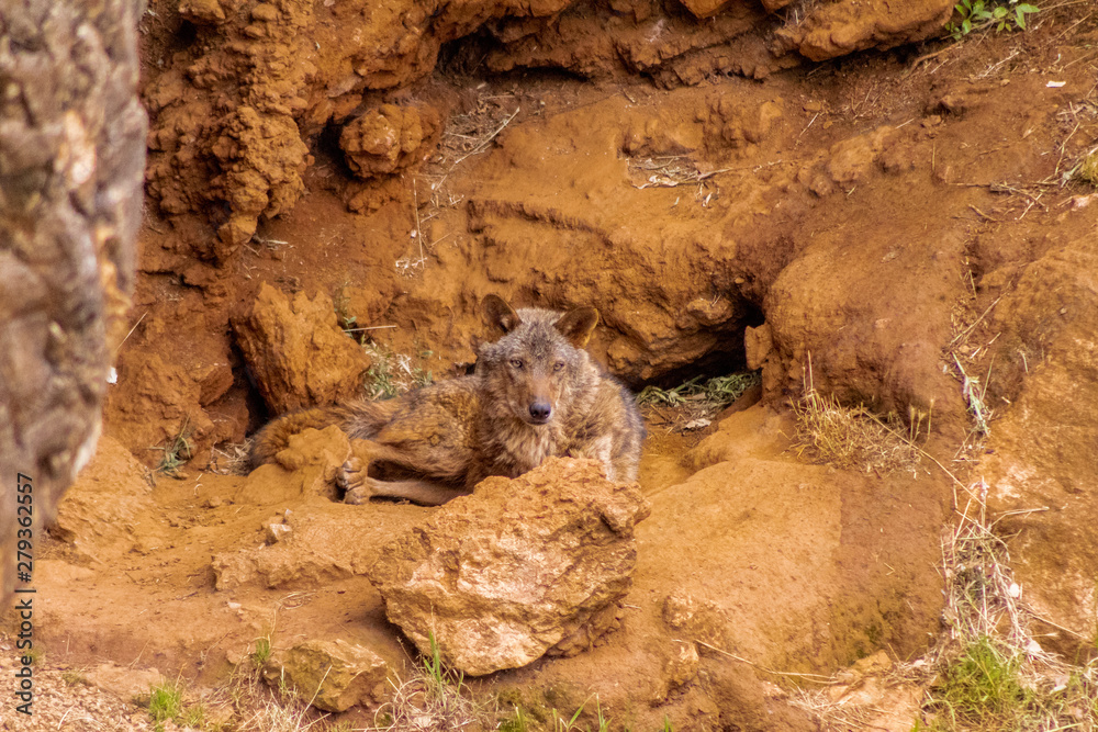 un lobo ibérico paseando y descansando por su recinto de hierba Stock ...