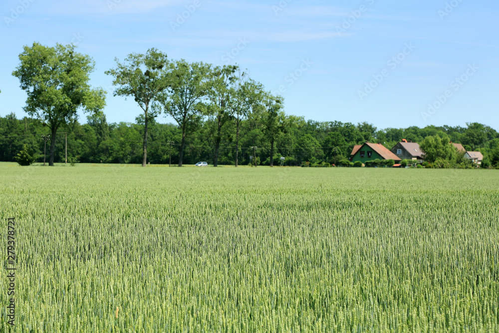 Pole zielonego zboża przenicy z drzewami i gospodarstwem rolnym w tle ...