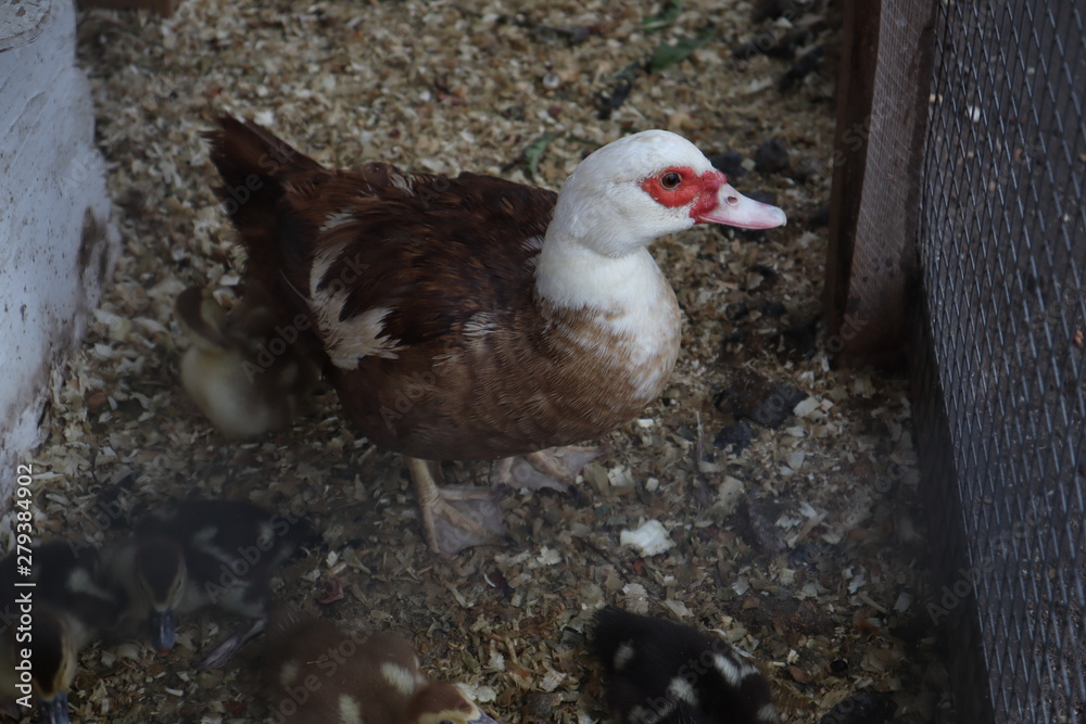 duck family. little ducklings in a speck. mother duck with red head ...