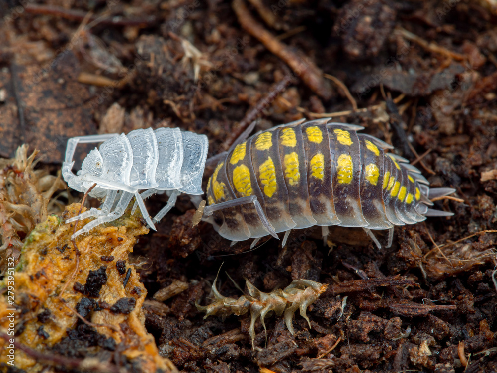painted woodlouse, Porcellio haasi, high yellow color phase, molting its exoskeleton, from above ...