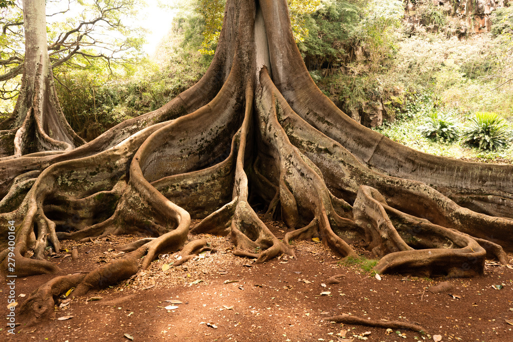 Roots of a banyan tree in Hawaiian forest Stock Photo | Adobe Stock
