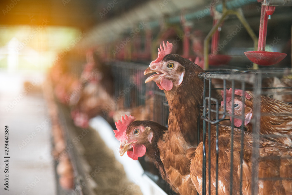 Egg chicken farming background. Eggs in try and chicken eating food at ...