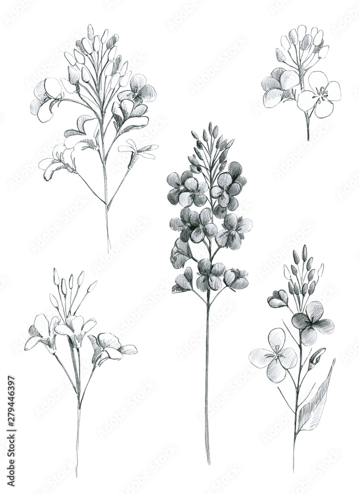 canola from different angles. hand drawing with pencil, ink. Botanical ...