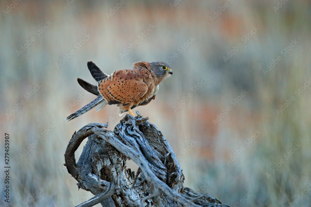 Rock kestrel, Falco rupicolus, sitting on the tree branch with blue sky ...