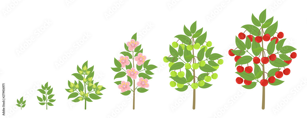 Cherry tree growth stages. Ripening period progression. Cherries fruit ...