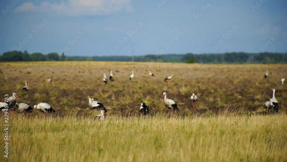 A flock of white storks flew to look for food on a tilled field. Storks ...