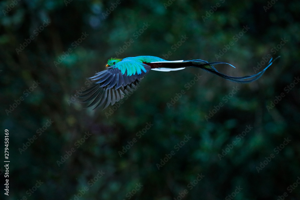 Resplendent Quetzal Blue