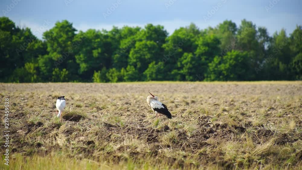 A flock of white storks flew to look for food on a tilled field. Storks ...