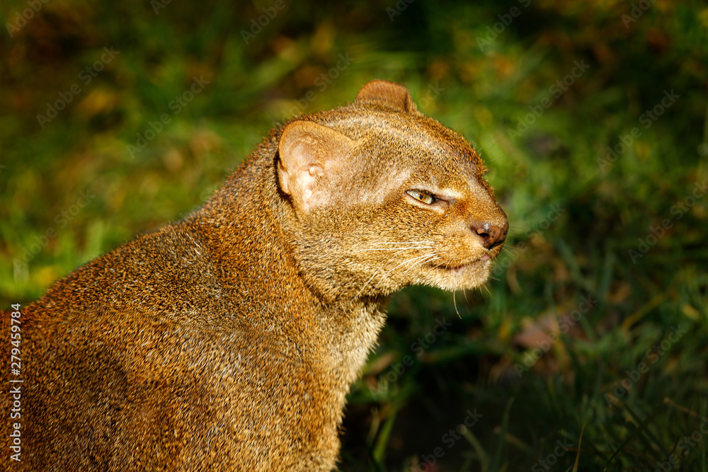 Jaguarundi, Herpailurus yagouaroundi, detail portrait of wild cat in ...